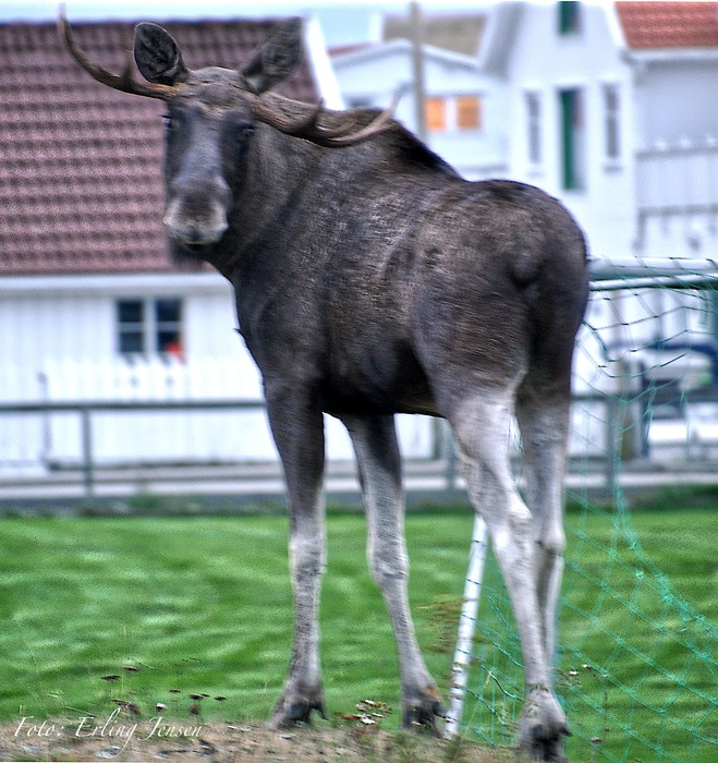 Elgen i Skudeneshavn